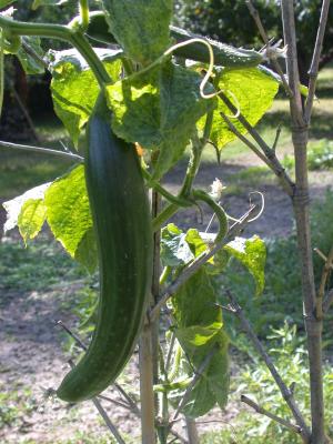 Concombre - Fiche Concombre et recettes de Concombre sur Supertoinette